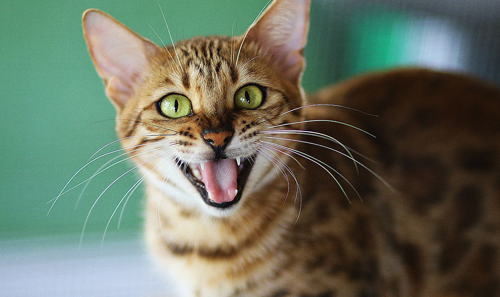 Tenner & tannhelse - Vetsentrum